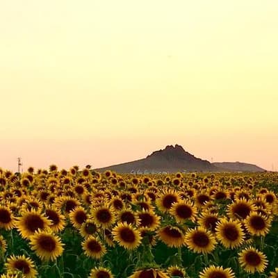 Toghi: Konya