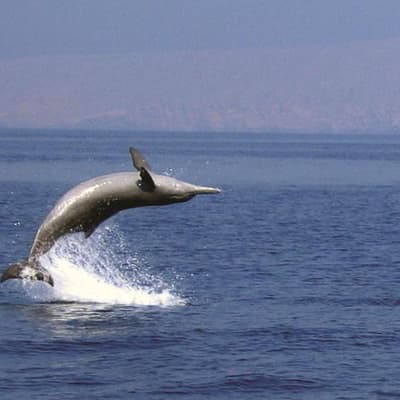 Muscat Dolphin Cruise Half day tour - Sharing Tour from US$70