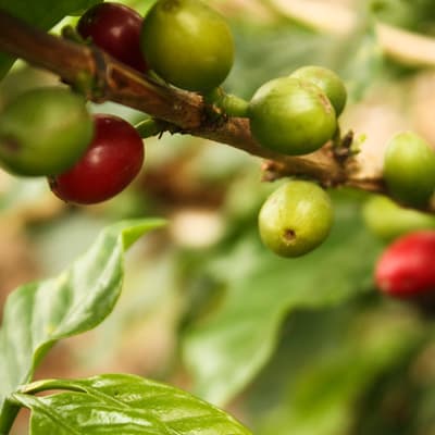 Processamento de café da Hacienda San Alberto – Privado desde US$241