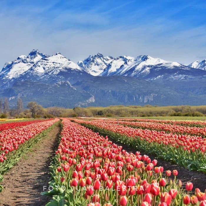 Esquel con Tulipanes desde AR$ 670,503