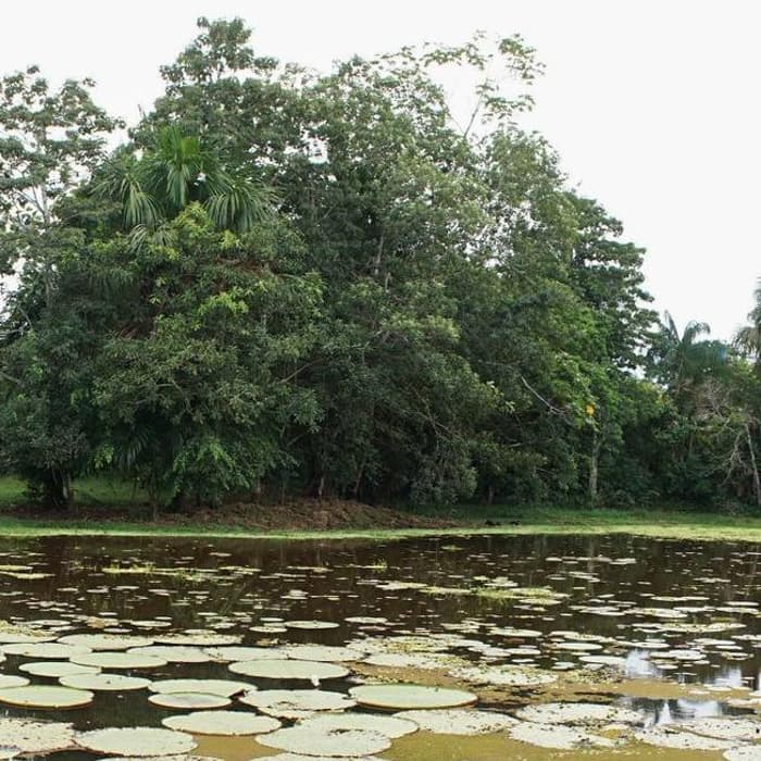 Mega Travel Perú: Leticia