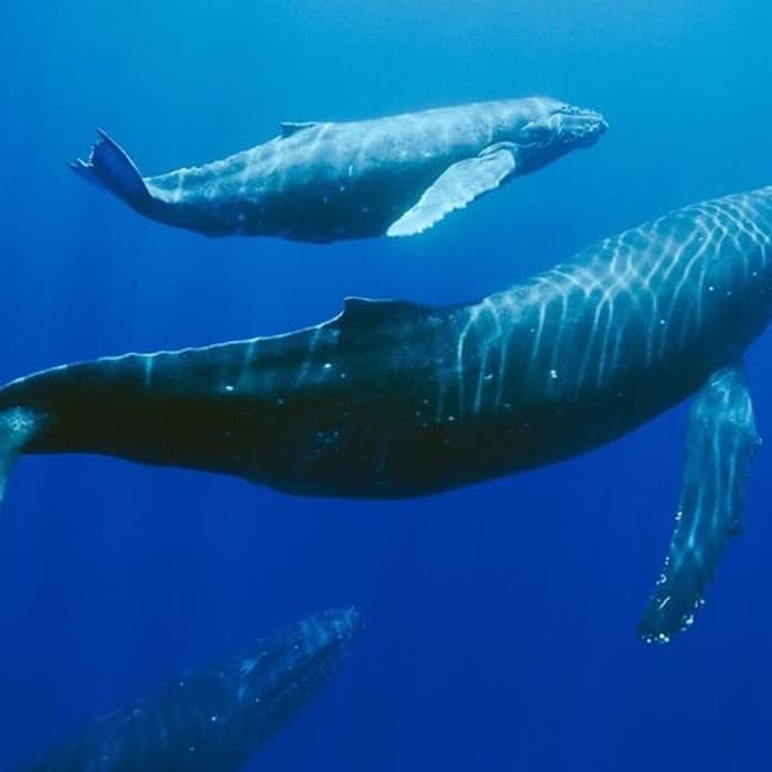 Mauritius: Non chiamatele solo isole da 992