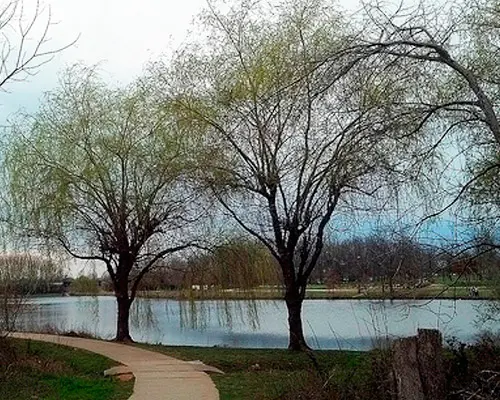 Travel Compositor: Springfield MO