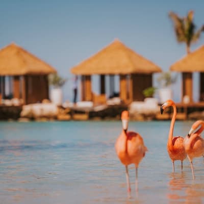 Renaissance Wind Creek Aruba Resort - Piamonte