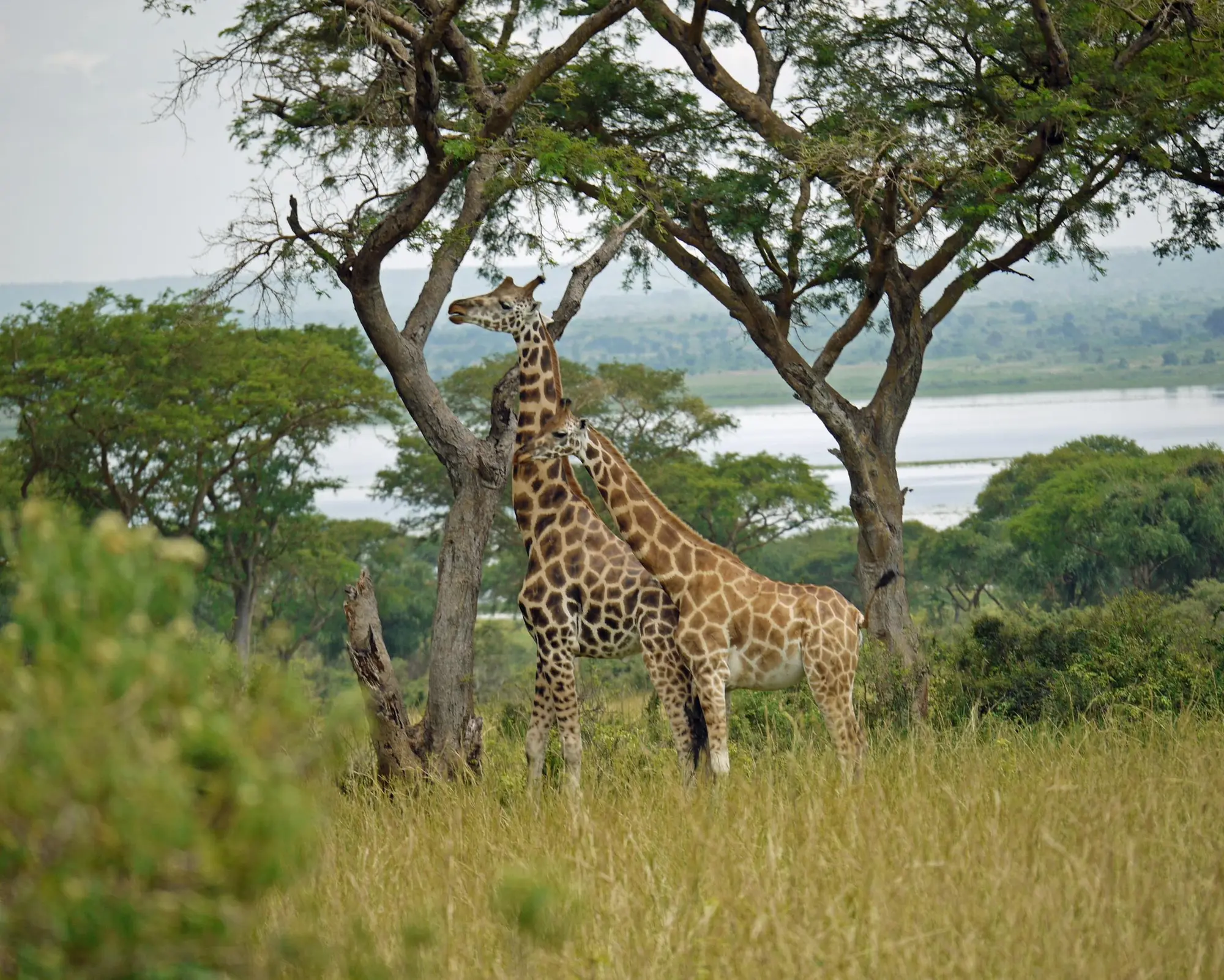 UGANDA Y RUANDA (desde Enero 2025) desde 138,007 MXN